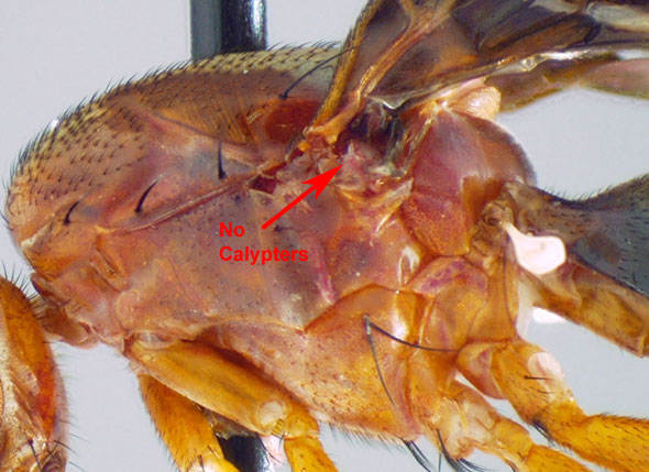 Calyptrate Characteristics